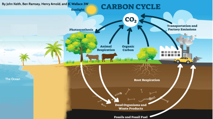 Ecosystem Carbon Cycle by John Keith on Prezi