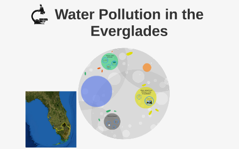 Water Pollution in the Everglades by Brian Steele on Prezi