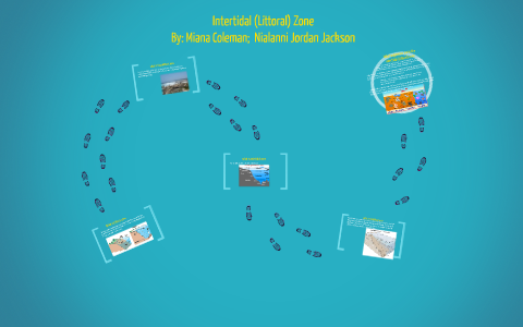 Intertidal (Littoral) Zone by miana coleman on Prezi