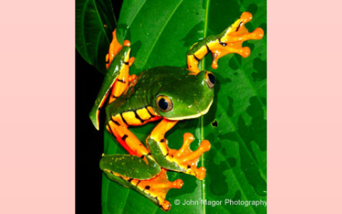 Caribbean Tree Frog by Lauren Marie Davies on Prezi