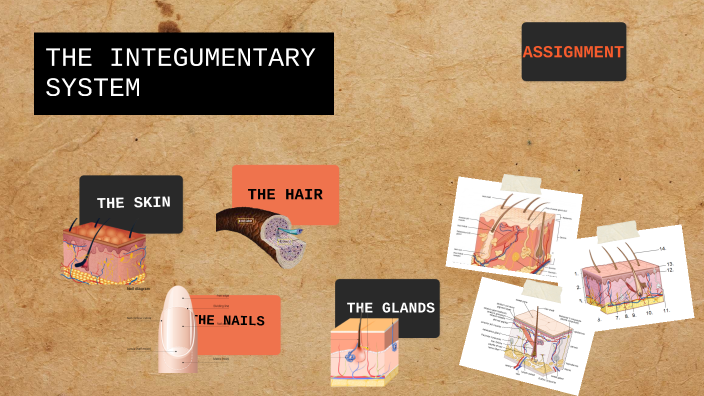 The Integumentary System by Anfernie Peny Mendoza on Prezi