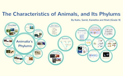 The Characteristics of Animals, and Its Phylums [NO WORD] by Samit ...