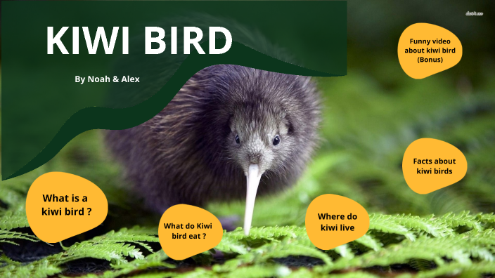 Kiwi Bird by Noah Barry on Prezi