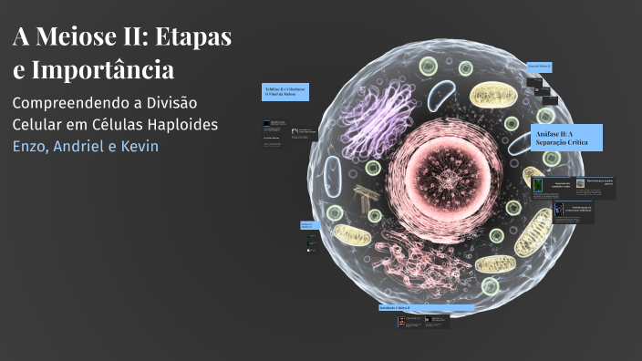 A Meiose II: Etapas e Importância by enzo juan on Prezi