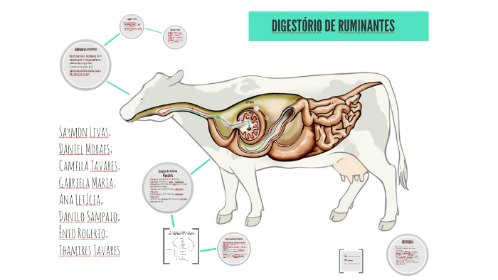 Digestório de ruminantes by Saymon Livas on Prezi