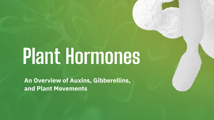 Plant Hormones by ASAF KASAP on Prezi