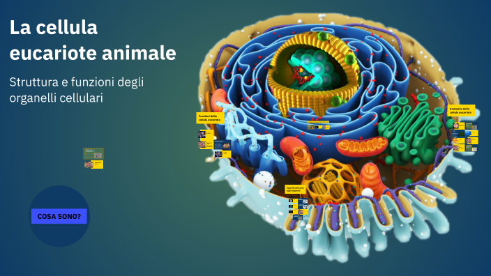 La cellula eucariote animale by Matteo Cimmino on Prezi