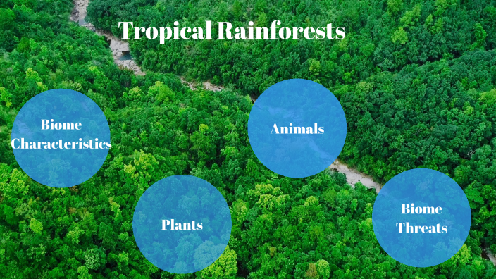 Tropical Rainforest by Jonny Miller on Prezi