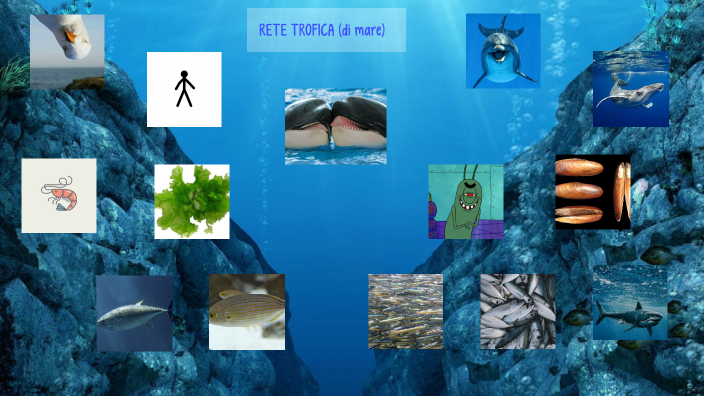 Rete Trofica (mare) by Jasmin Escorido on Prezi