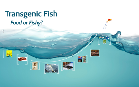 TransGenic Fish by Keith Korter on Prezi