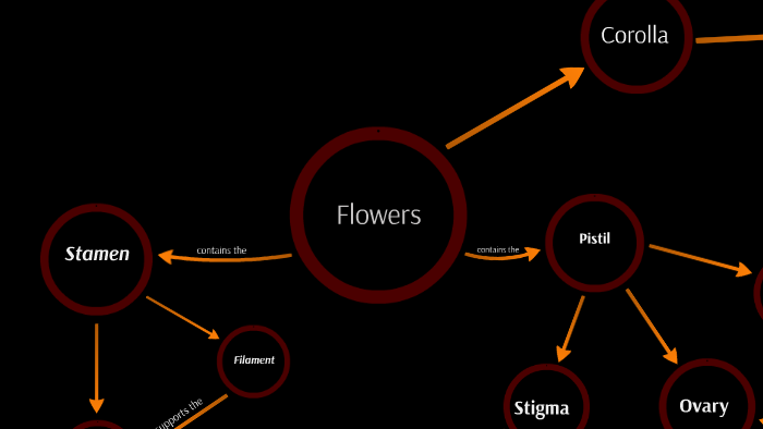 Flower Concept Map by Logan McKay on Prezi