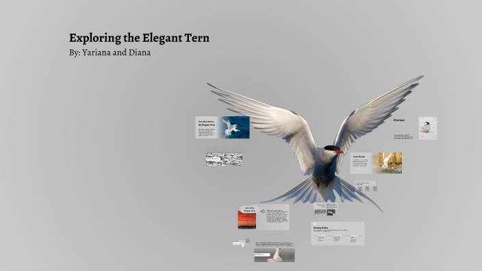 Exploring the Elegant Tern: A Comprehensive Overview by Yariana ...