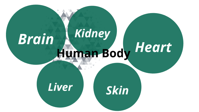 human body by hunter evans on Prezi