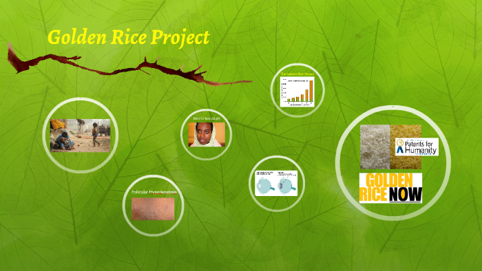 Golden Rice Project by Holly Kim on Prezi