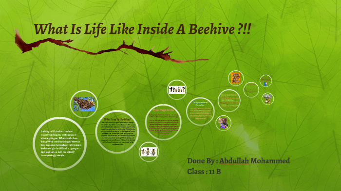 What Is Life Like Inside A Beehive ?!! by abdullah mohammed on Prezi