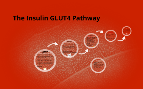 The Insulin GLUT4 Pathway by on Prezi