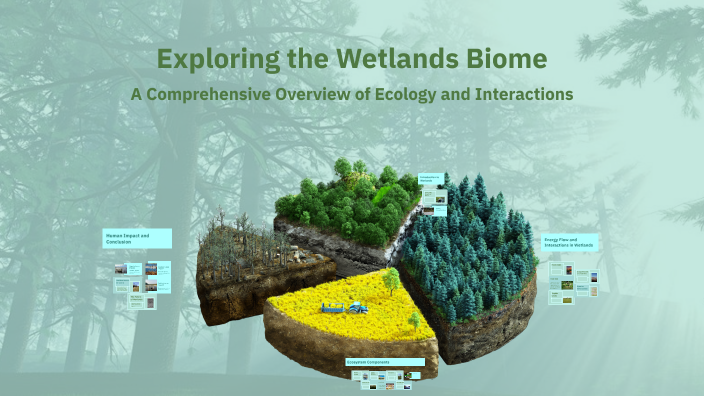 Exploring the Wetlands Biome by william on Prezi