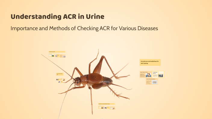 Understanding ACR in Urine by Lill Støkket on Prezi