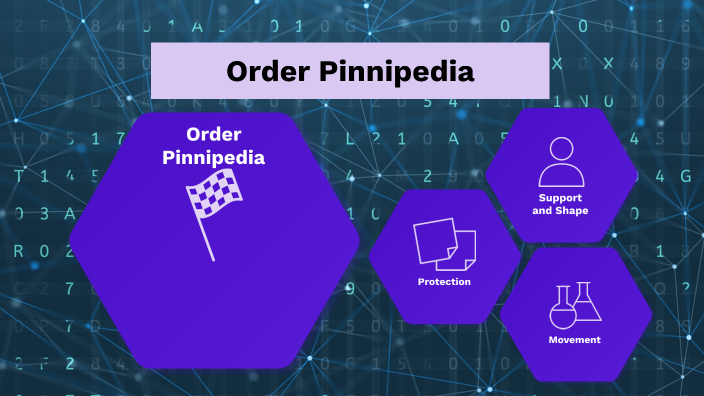 Order Pinnipedia by Rini Box on Prezi