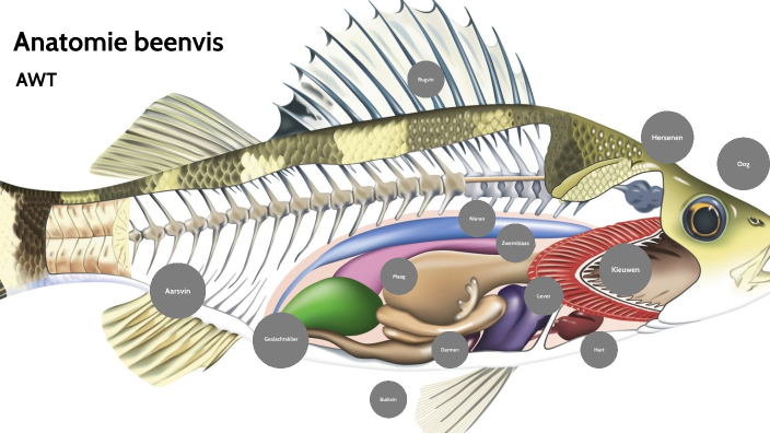 Anatomie beenvis by Noor Schrijvers on Prezi