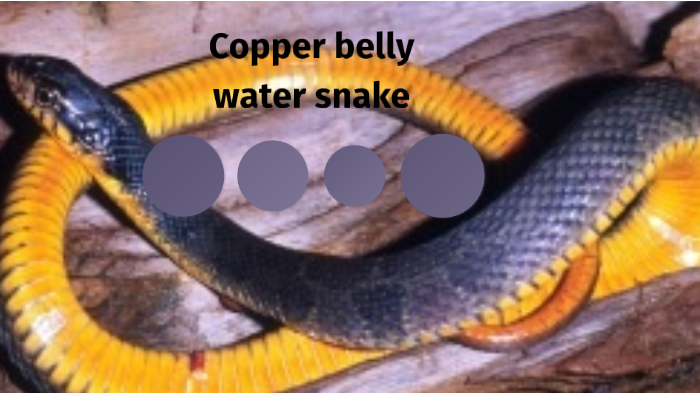 Copper belly water snake by CHARITY PHILPOTT on Prezi