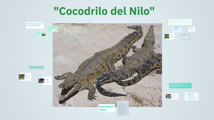 Cocodrilo del Nilo by Castillo Arriaga Yaretzi Yrais on Prezi