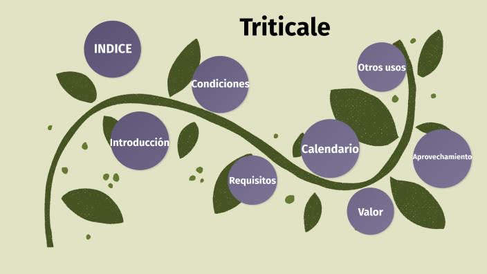 Triticale by alba jover