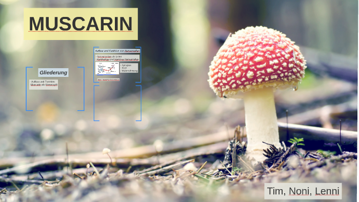 MUSCARIN by lenni sieveking on Prezi