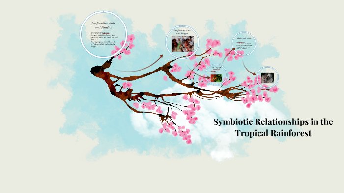 Symbiotic Relationships in the Tropical Rainforest by Sophia Meow on Prezi