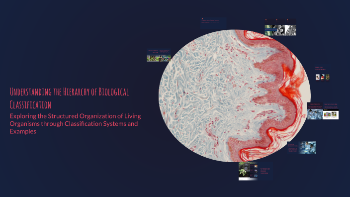 Understanding the Hierarchy of Biological Classification by twinkle ...
