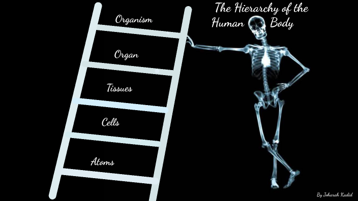 The Hierarchy of the Body by Joharah k on Prezi
