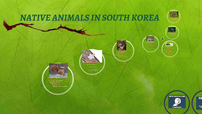 NATIVE ANIMALS IN SOUTH KOREA by Fraser Donald on Prezi