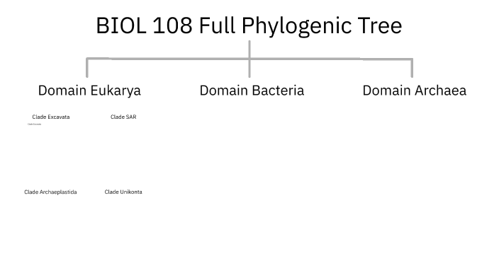 BIOL 108 Full Phylogenic Tree by Benjamin Hua on Prezi