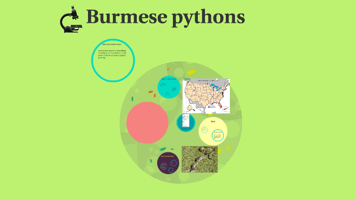 Burmese pythons by on Prezi