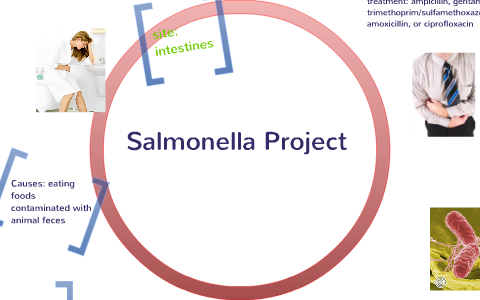 Salmonella Project by Katherine Hulbert on Prezi