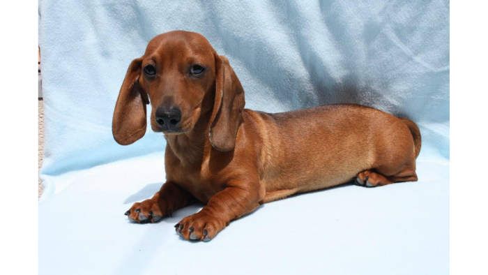 el tomi el perro salchicha by camila morrone