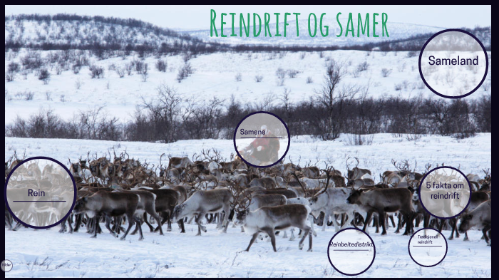 Reindrift by Adrian Kristiansen on Prezi