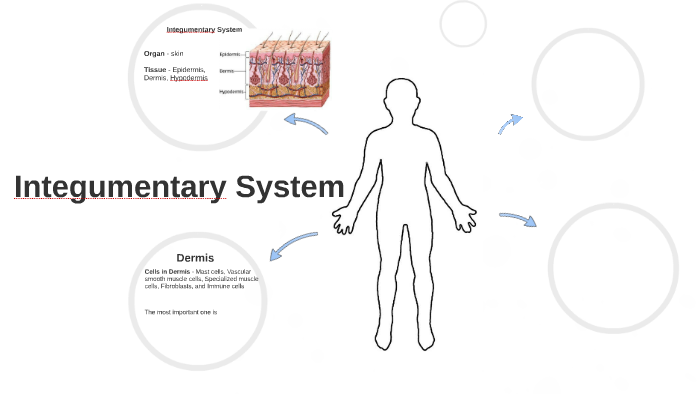 Integumentary System by Misato Fujimori