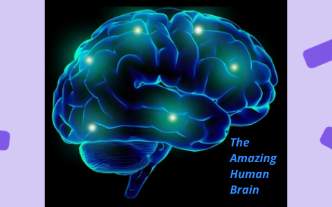 ~ The Amazing Human Brain ~ by yume sue on Prezi