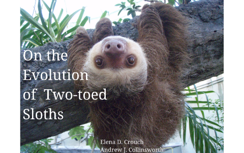 The Evolution of Sloths by Elena Crouch on Prezi