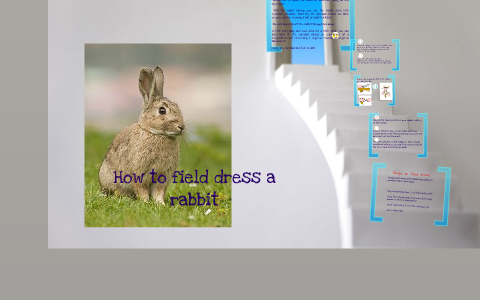 how to field dress a rabbit by christian martinez on Prezi