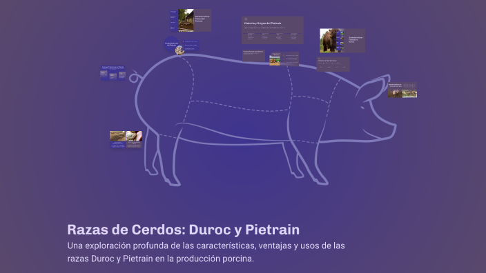 Razas de Cerdos: Duroc y Pietrain by KEYLIN LIZETH CALLEJAS LAINEZ on Prezi