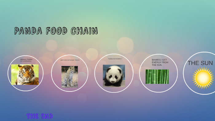 PANDA FOOD CHAIN by wasim ahmad on Prezi