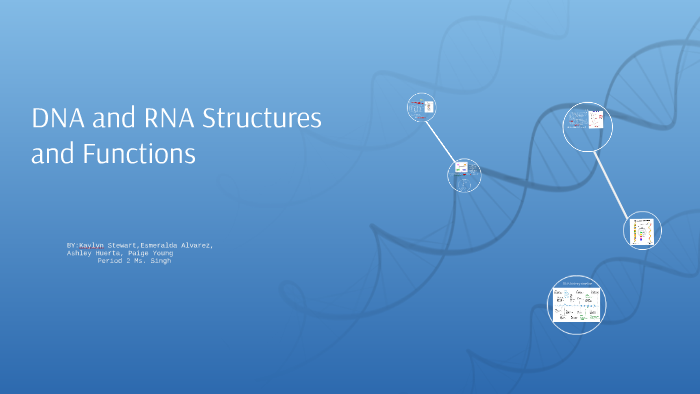 DNA and RNA Structures and Functions by Paige Young on Prezi