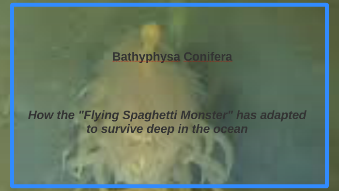 Bathyphysa Conifera by tristan o on Prezi
