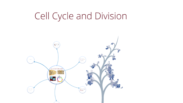 Biology Chapter 10 Section 2 Cell Division by Mark Meredith on Prezi