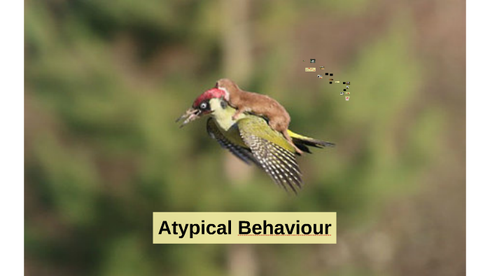 Atypical Behaviour by Emma Cross on Prezi