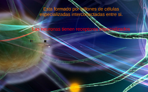 SISTEMA NERVIOSO by Freddy Tello on Prezi