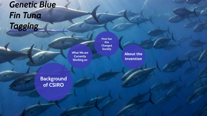 Genetic Tagging to monitor Blue Fin Tuna by Noah Bellantonio on Prezi