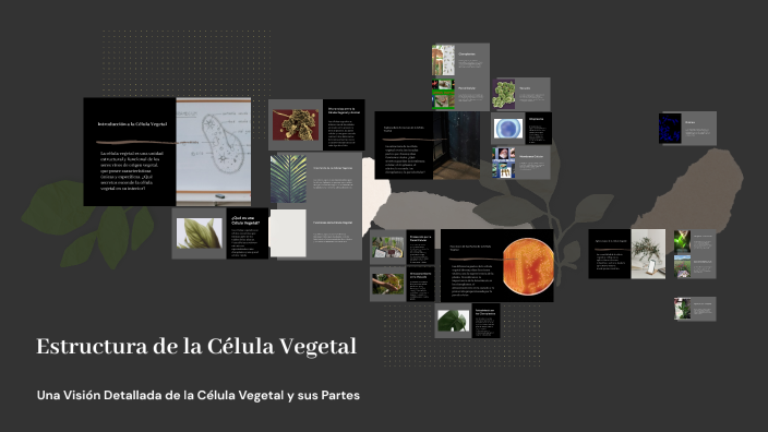Estructura de la Célula Vegetal by Catalina Molina on Prezi